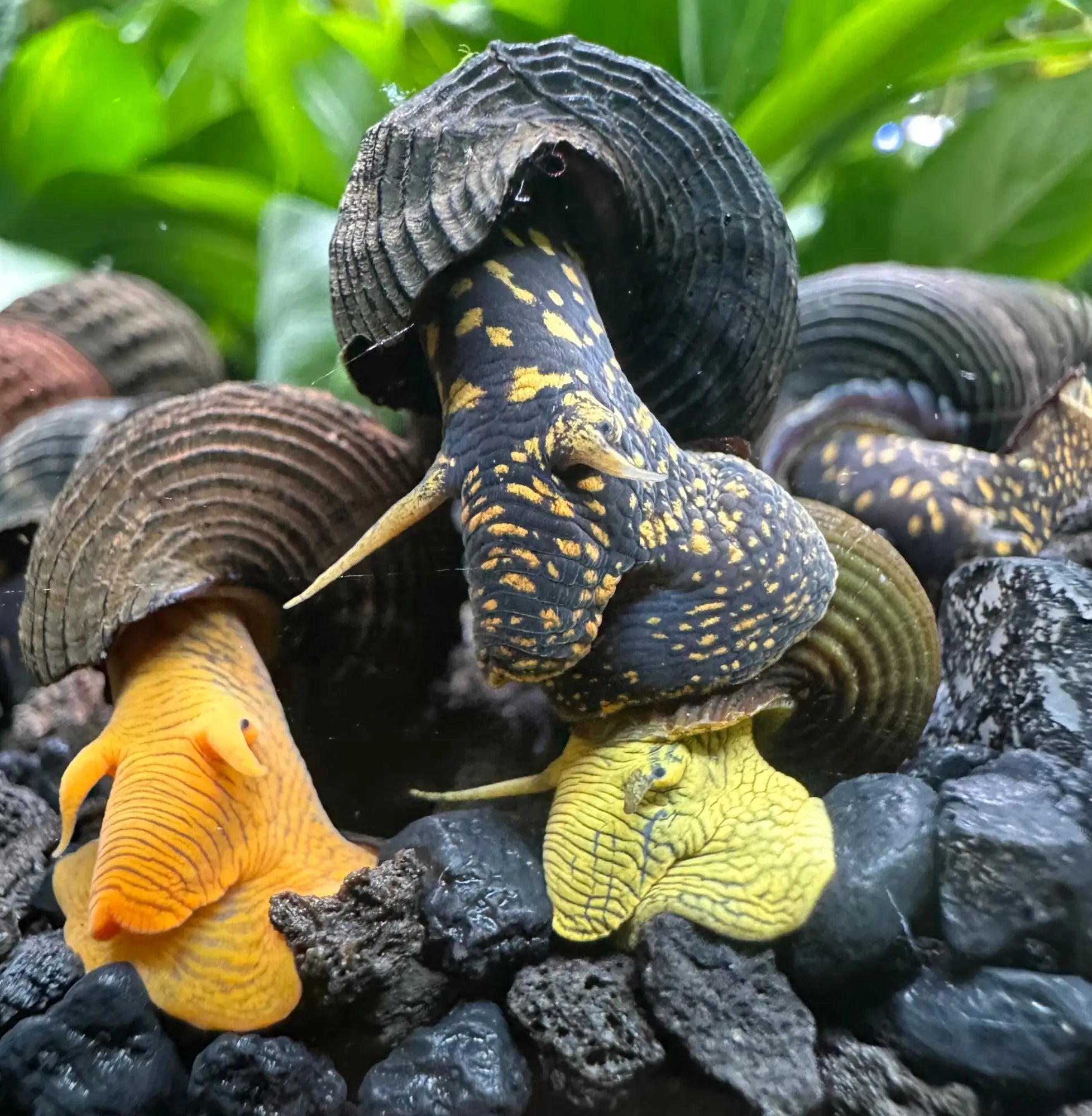Rabbit Snails with Mystery & Nerite Snails | Aquatic Motiv