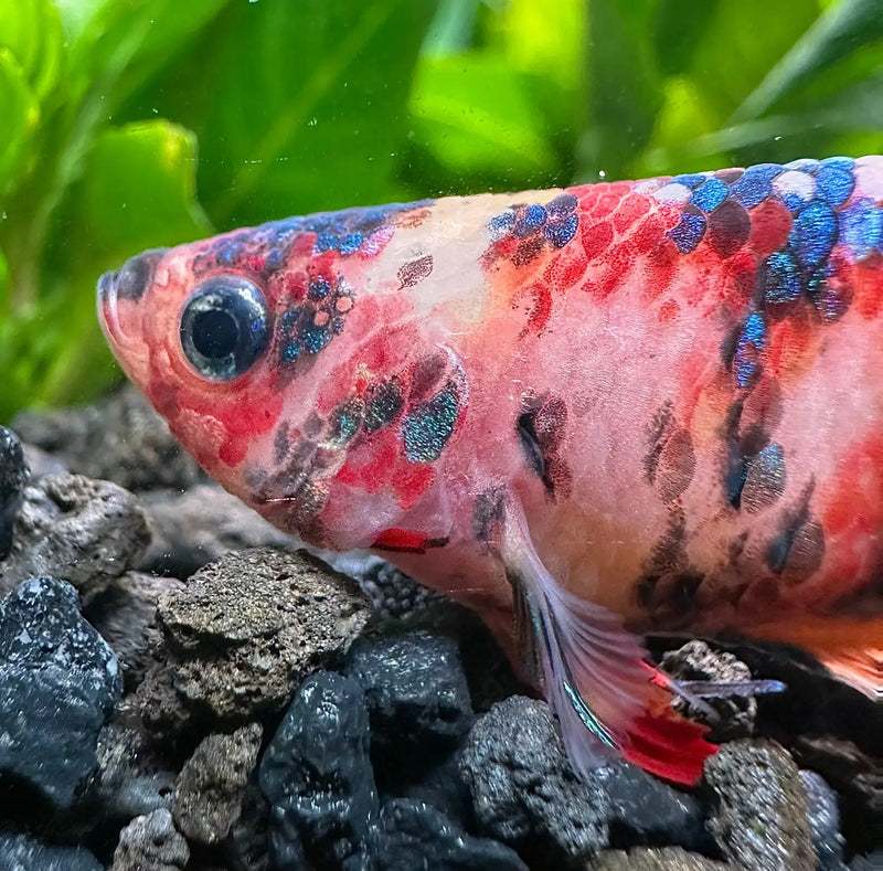 The Ultimate Betta Fish Care Guide: How to Keep Your Siamese Fighting