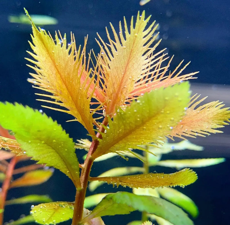Mermaid Weed: Care Guide for Frilled Pink Leaves | Aquatic Motiv