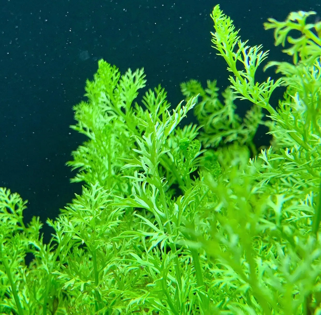 Water Sprite Care, Growth and Aquascaping Tips | Aquatic Motiv