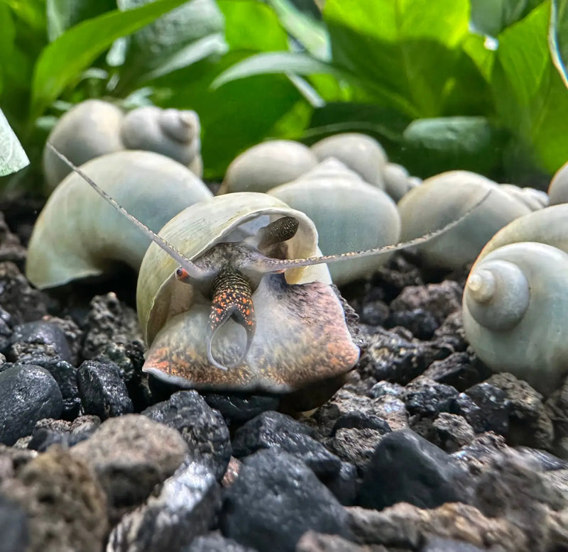10 Blue Mystery Snails (Pomacea bridgesii)