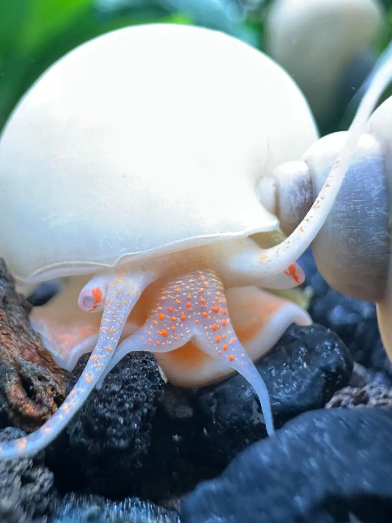 10 Ivory Mystery Snails (Pomacea bridgesii)