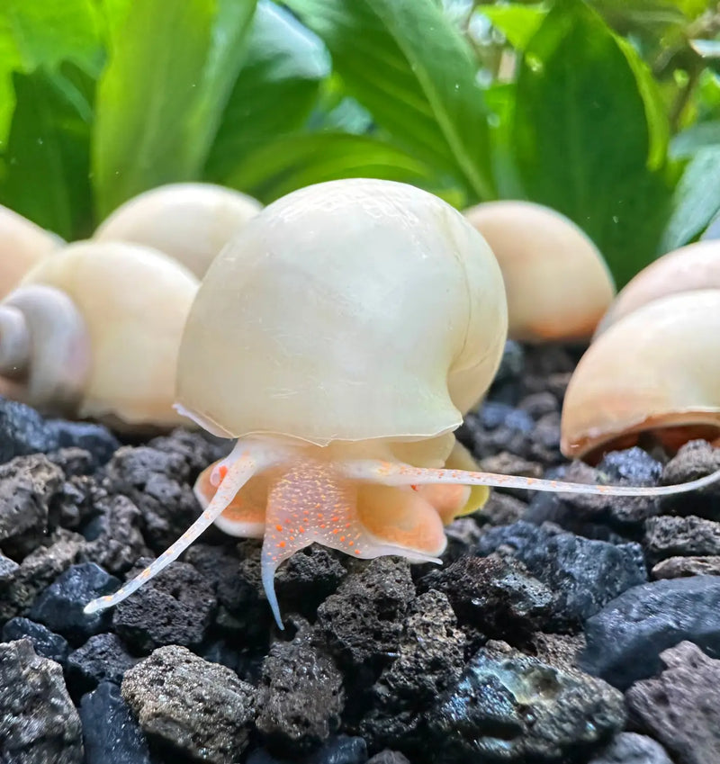 10 Ivory Mystery Snails (Pomacea bridgesii)