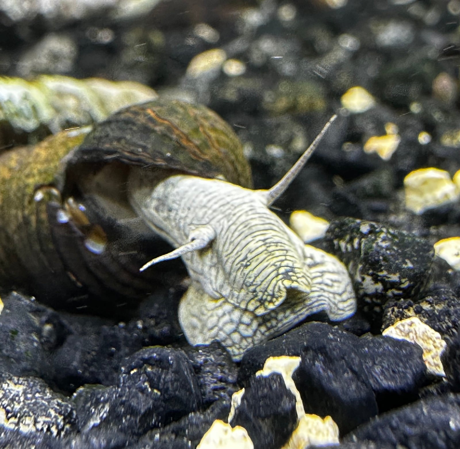 2 Blue Poso Rabbit Snails (Tylomelania sp.)