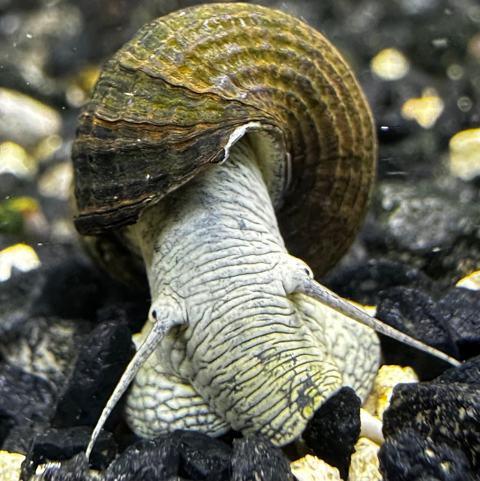2 Blue Poso Rabbit Snails (Tylomelania sp.)