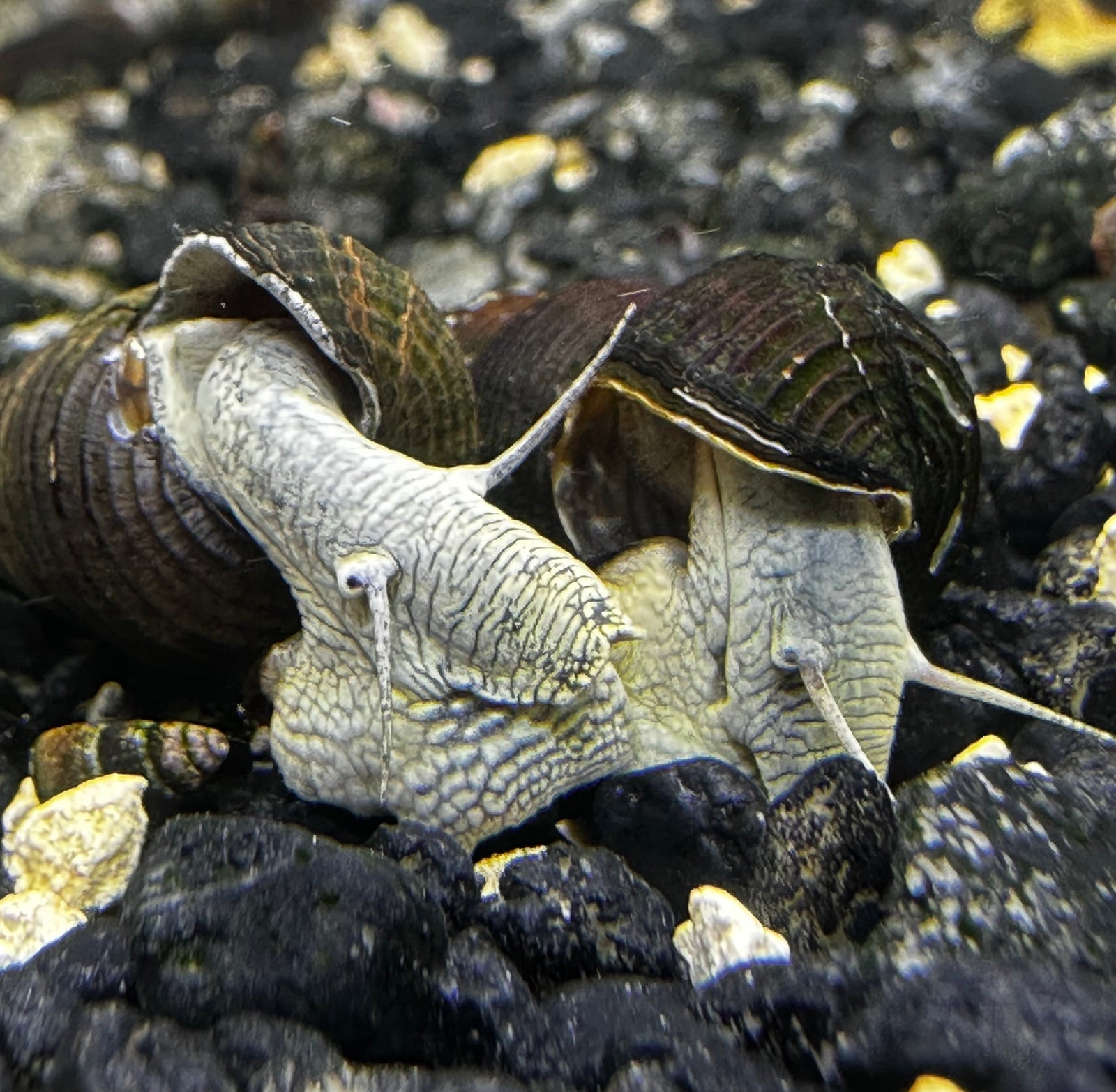2 Blue Poso Rabbit Snails (Tylomelania sp.)