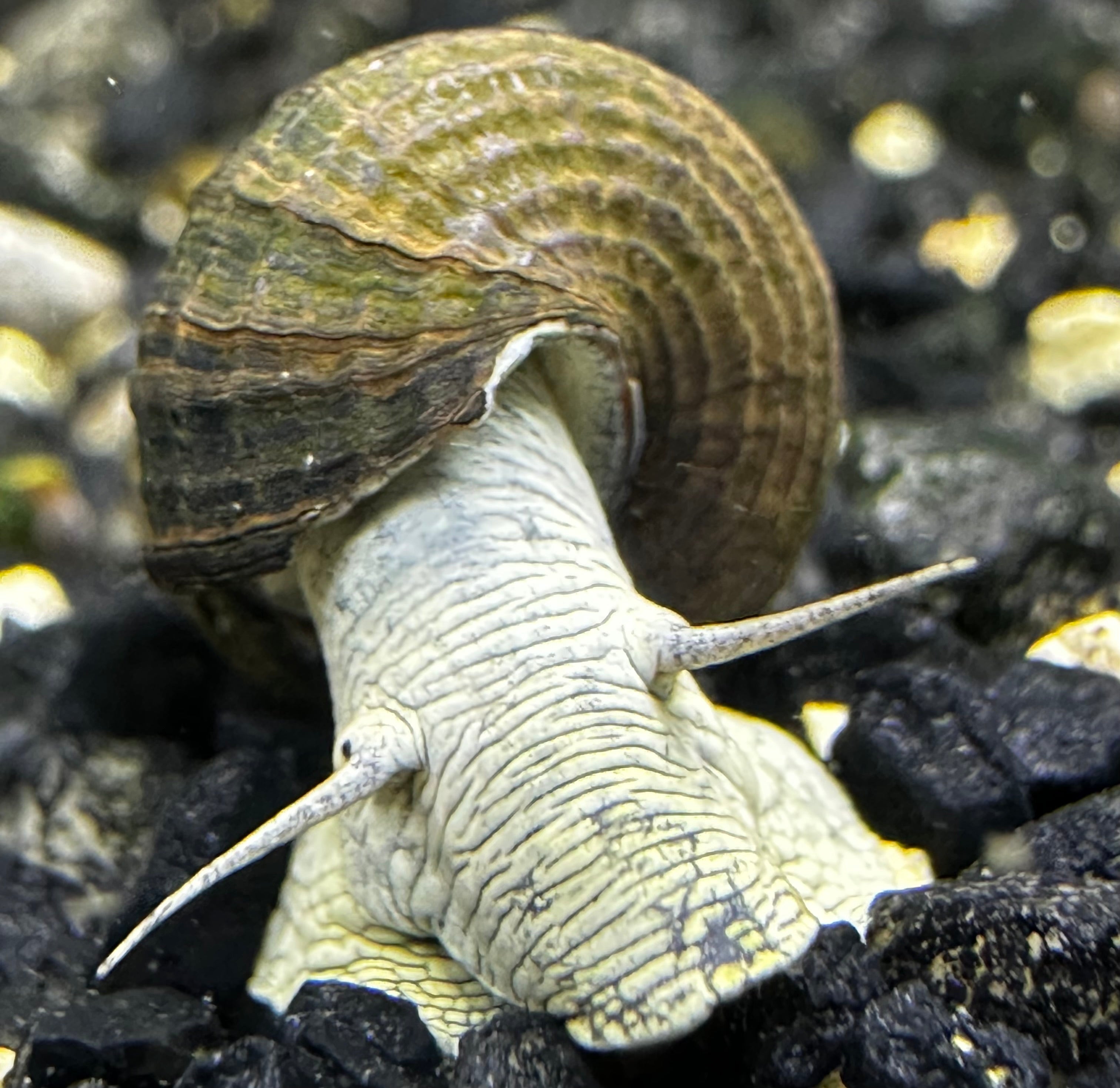 2 Blue Poso Rabbit Snails (Tylomelania sp.)