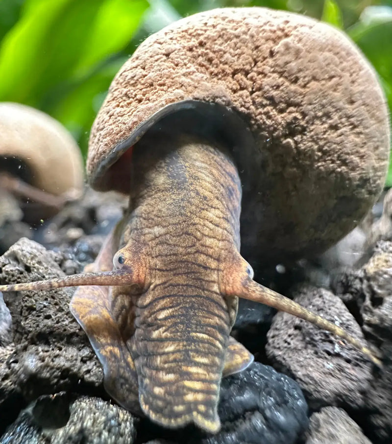 Chocolate Rabbit Snails Smooth Shells and Gentle Cleaning | Aquatic Motiv