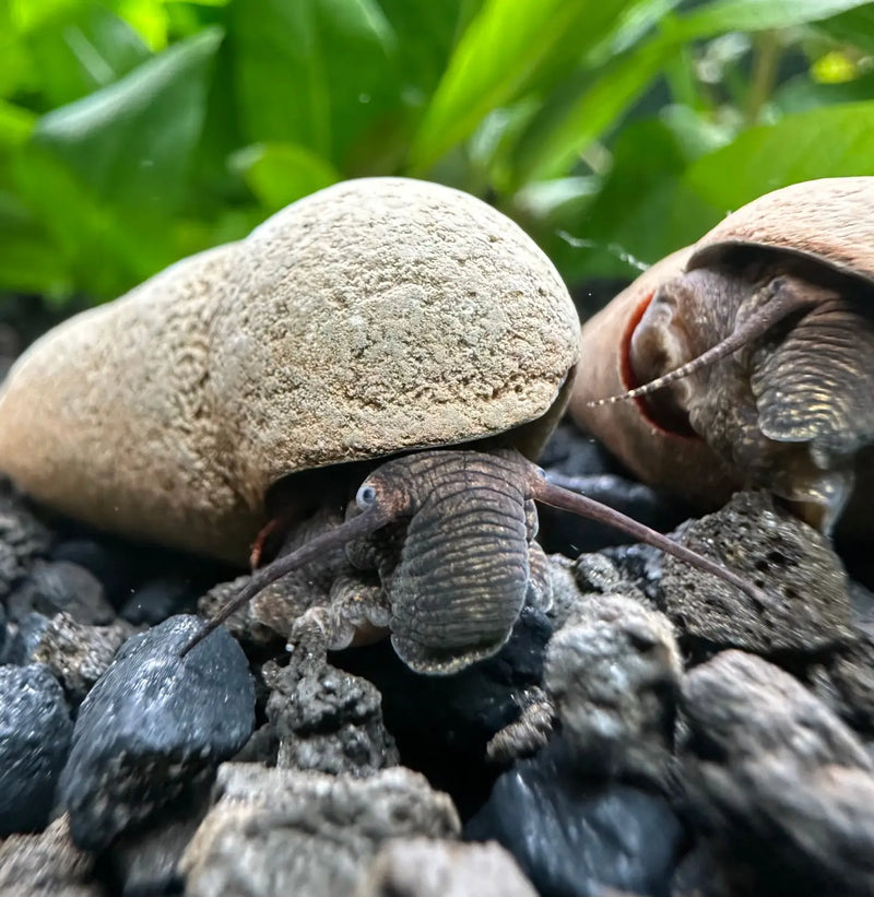 Chocolate Rabbit Snails Smooth Shells and Gentle Cleaning | Aquatic Motiv