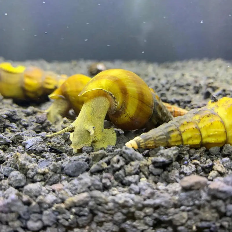 Meet the Giant Tower Cap Snails that Keep Aquariums Naturally Clean ...