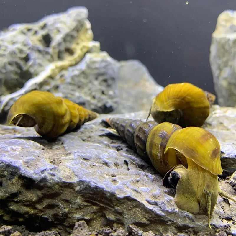 Meet the Giant Tower Cap Snails that Keep Aquariums Naturally Clean ...