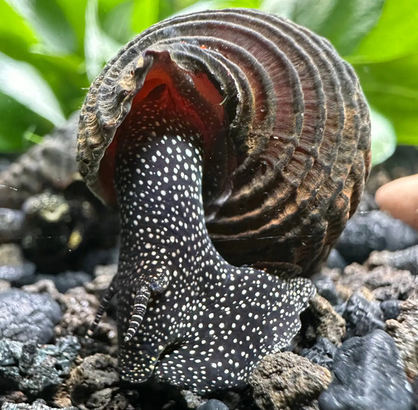 Gentle Rabbit Snails That Clean and Beautify Tanks | Aquatic Motiv