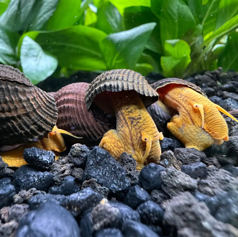 Orange Poso Rabbit Snails Color and Cleaning in One | Aquatic Motiv