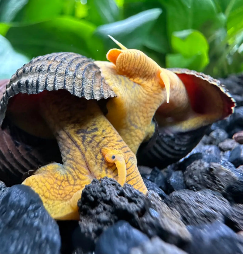 Orange Poso Rabbit Snails Color and Cleaning in One | Aquatic Motiv