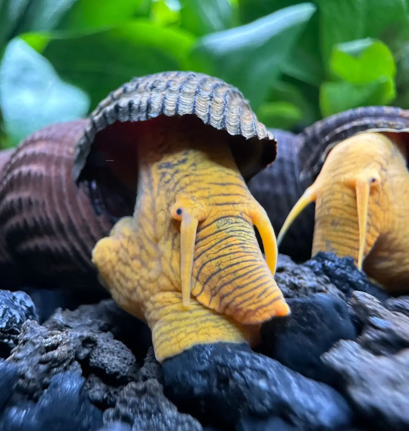Orange Poso Rabbit Snails Color and Cleaning in One | Aquatic Motiv