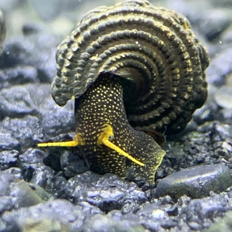 Yellow Antenna Sulawesi Rabbit Snails Rare Accents | Aquatic Motiv