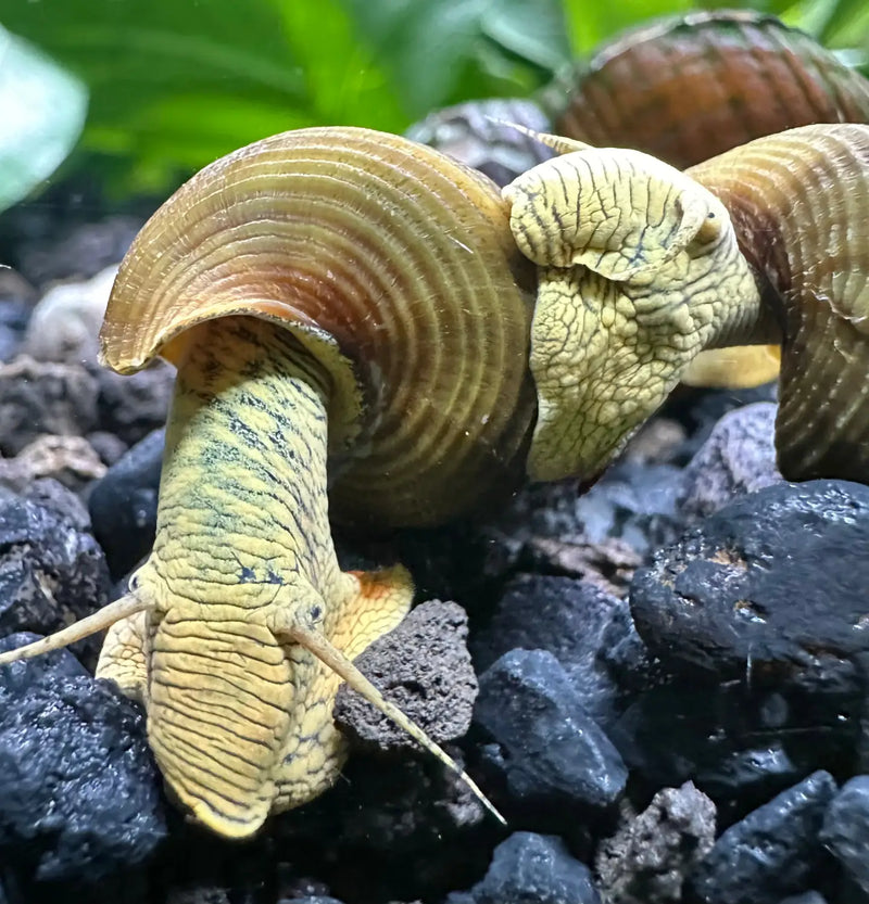 Yellow Poso Rabbit Snails Tylomelania sarasimorum | Aquatic Motiv