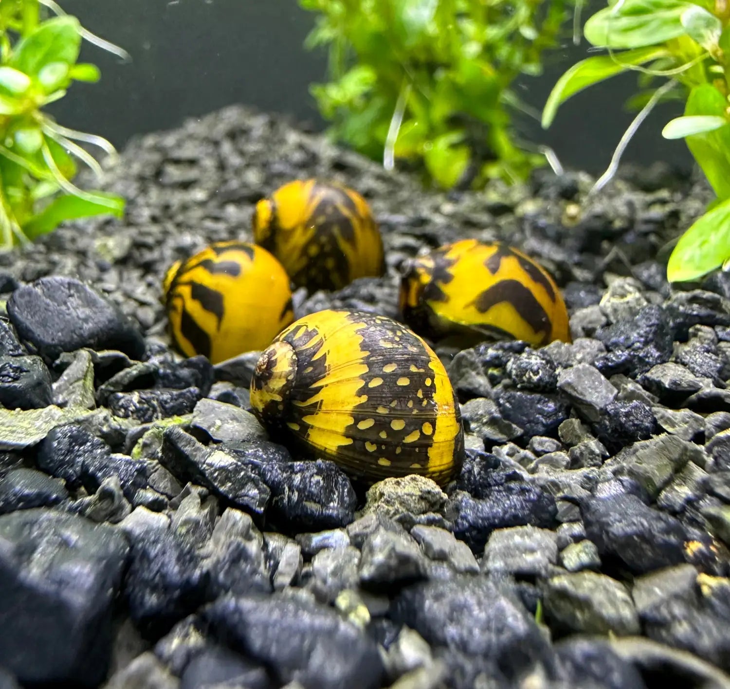 Yellow Racer Nerite Snails Fast Grazers Clean Glass | Aquatic Motiv