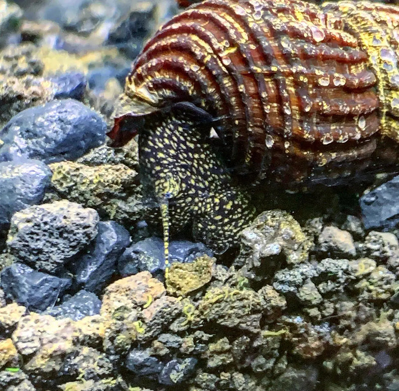 Yellow Spotted Sulawesi Rabbit Snails Rare Pattern | Aquatic Motiv