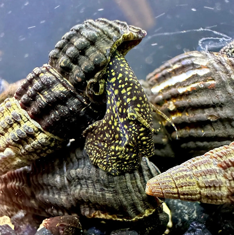 Yellow Spotted Sulawesi Rabbit Snails Rare Pattern | Aquatic Motiv