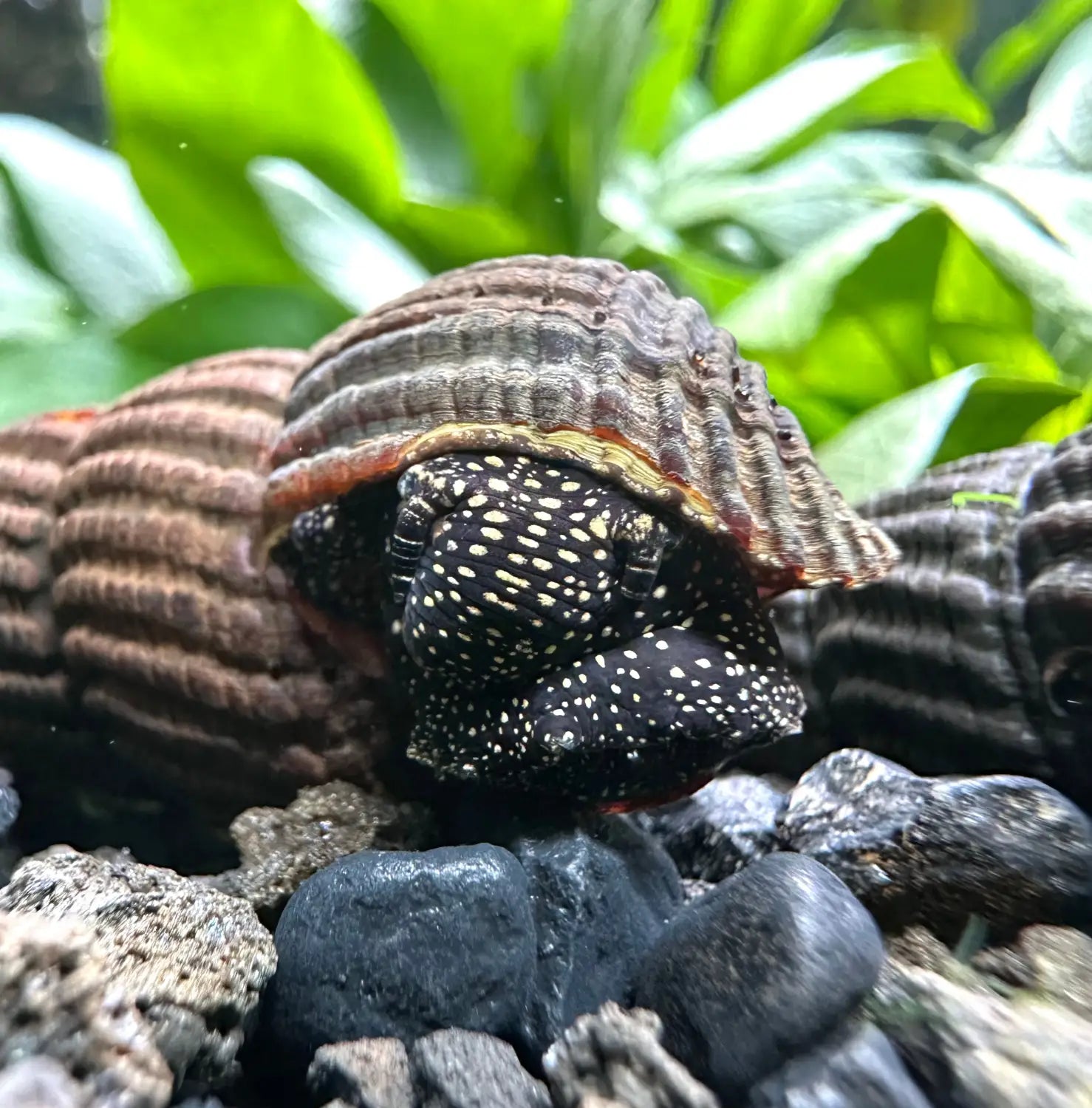 Yellow Spotted Sulawesi Rabbit Snails Rare Pattern | Aquatic Motiv