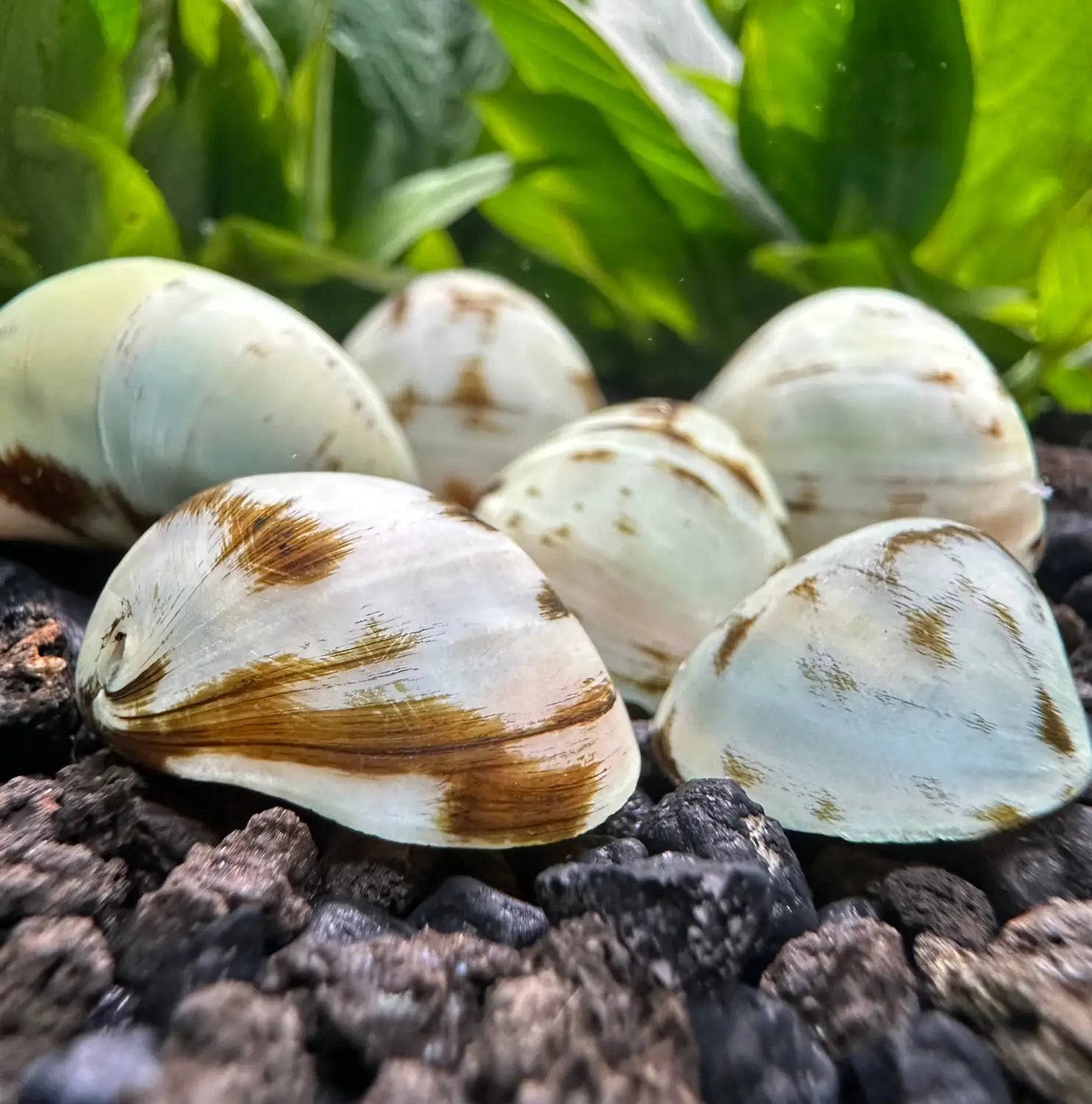 Beluga Helmet Snails that Add Texture and Algae-Free Clarity | Aquatic ...