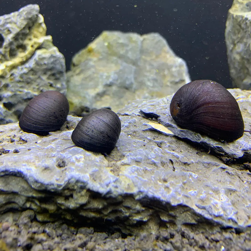 Black Military Helmet Snails for Striking Contrast and Clean Glass ...