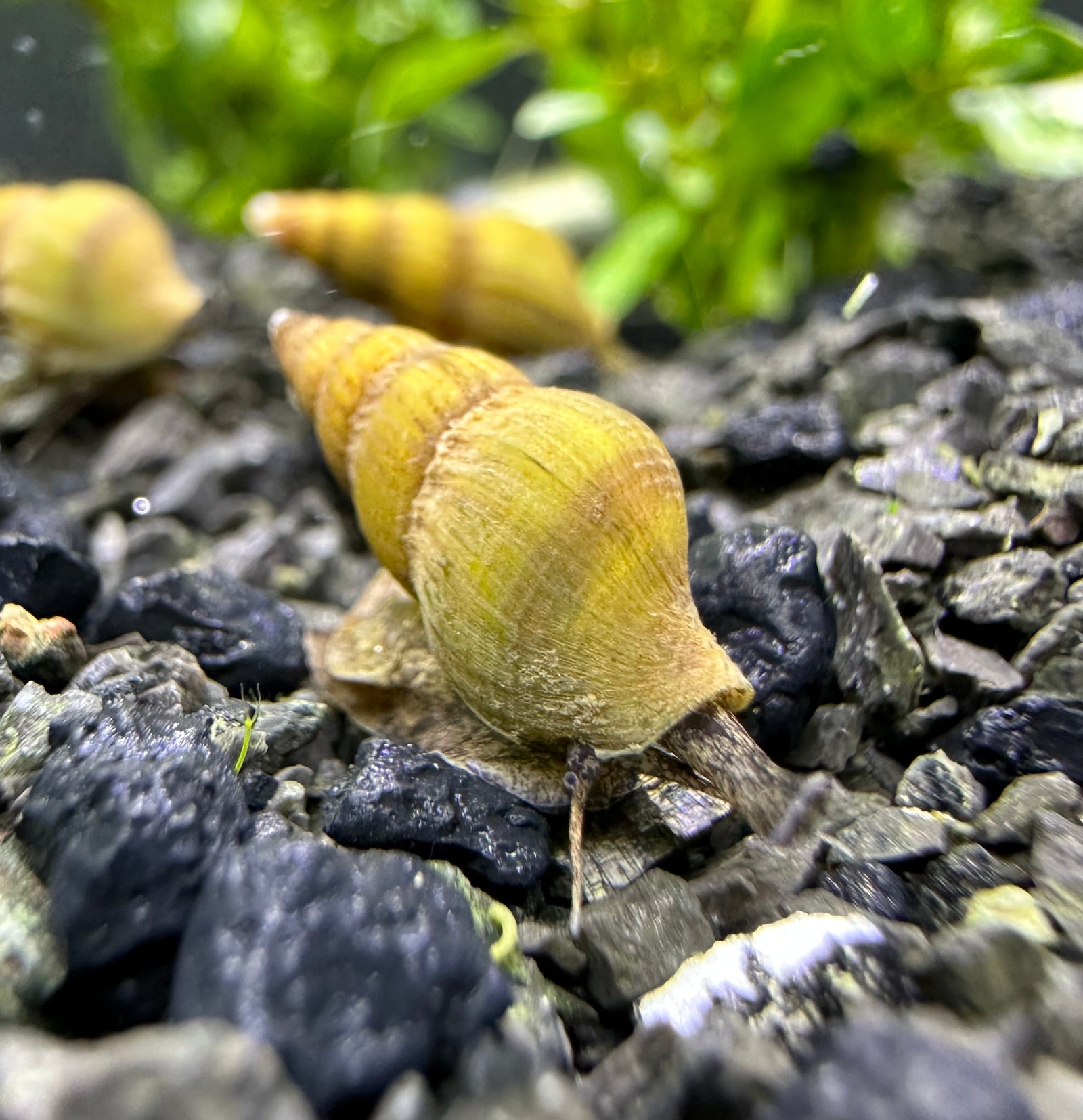 Blonde Assassin Snails Rare Golden Variety for Balanced Tanks | Aquatic ...