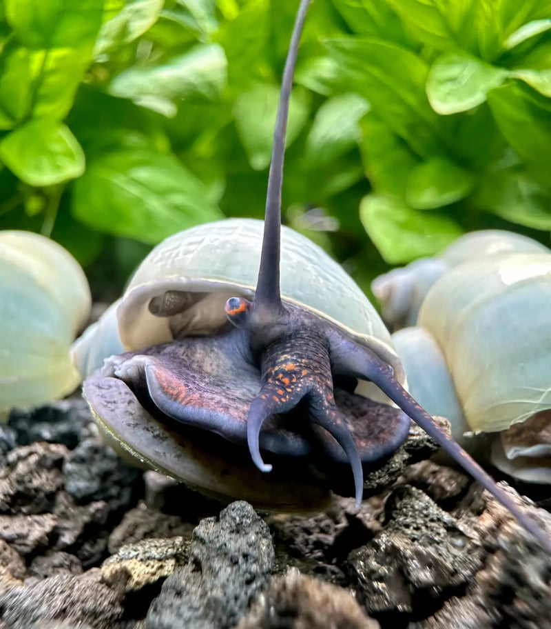 Blue Mystery Snails that Add Soft Color and Balance to Aquascapes ...