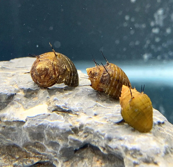 Nerite Snails for Natural Algae Control and Easy Tank Care | Aquatic Motiv