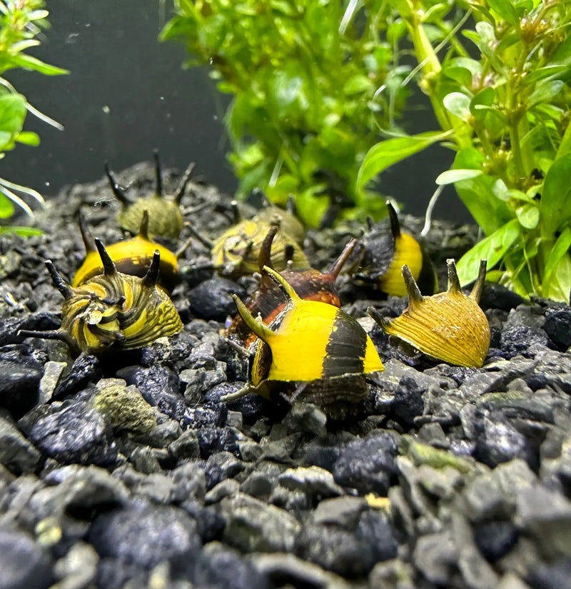 Horned Nerite Snails Color Care and Tank Compatibility | Aquatic Motiv
