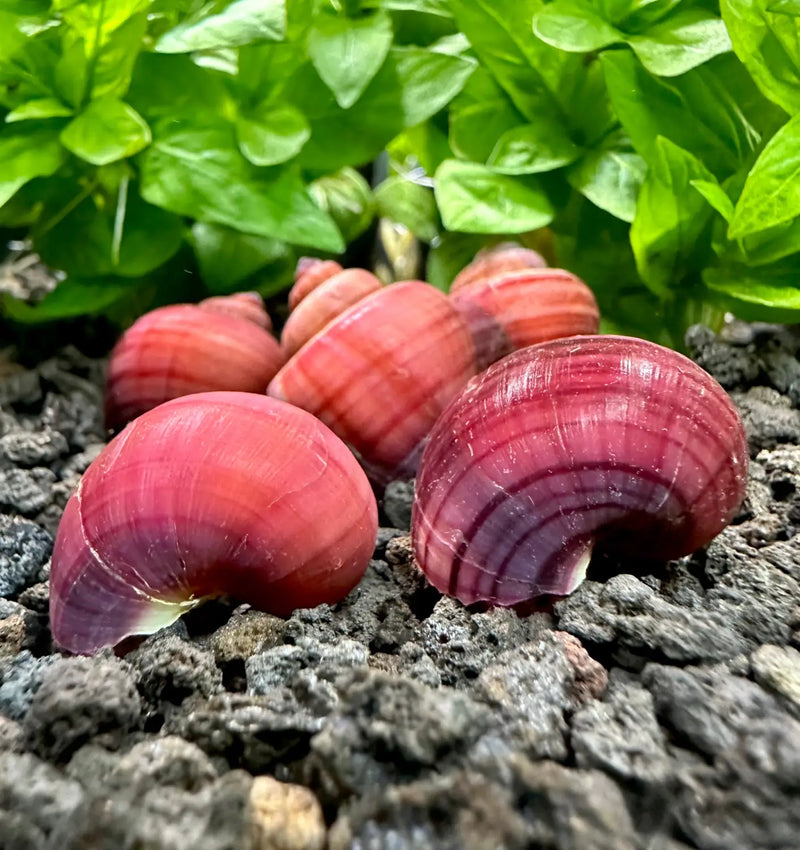 3 Magenta Mystery Snails (Pomacea bridgesii)