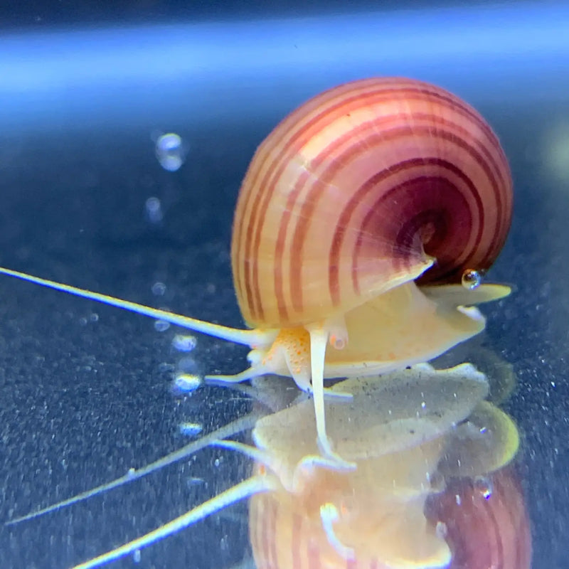 3 Magenta Mystery Snails (Pomacea bridgesii)