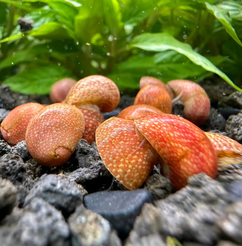Red Pumpkin Nerite Snails Bold Color and Algae Balance | Aquatic Motiv