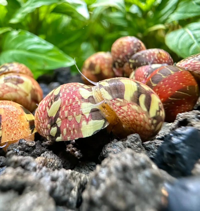 Striped Red Pumpkin Nerite Snails Color and Clarity in One | Aquatic Motiv