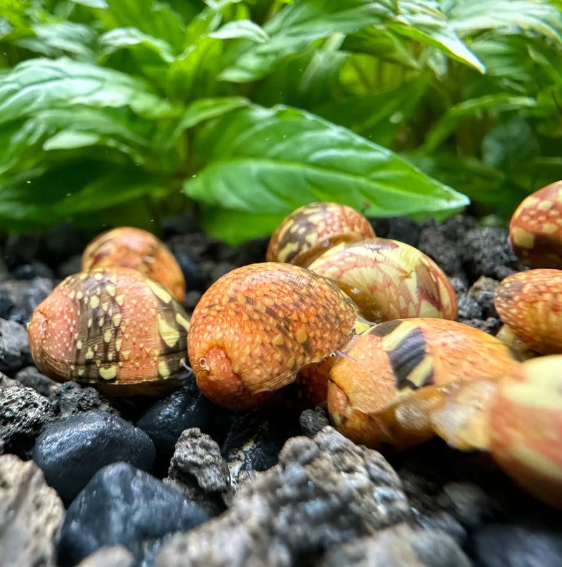 Striped Red Pumpkin Nerite Snails Color and Clarity in One | Aquatic Motiv