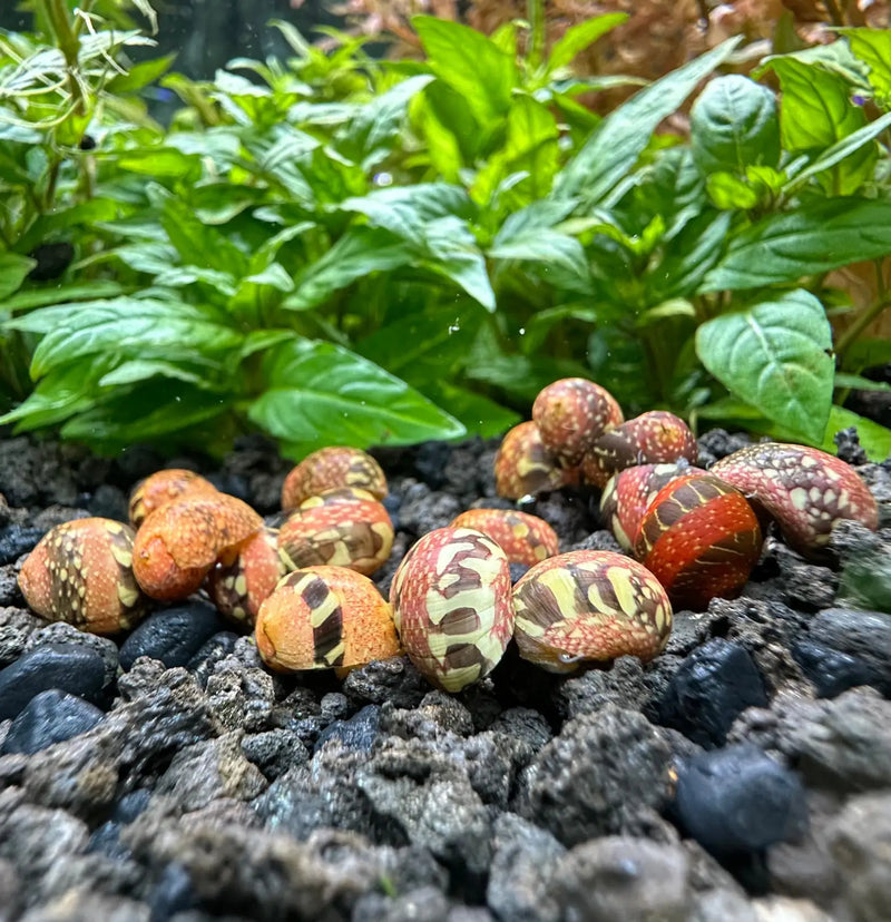 Striped Red Pumpkin Nerite Snails Color and Clarity in One | Aquatic Motiv