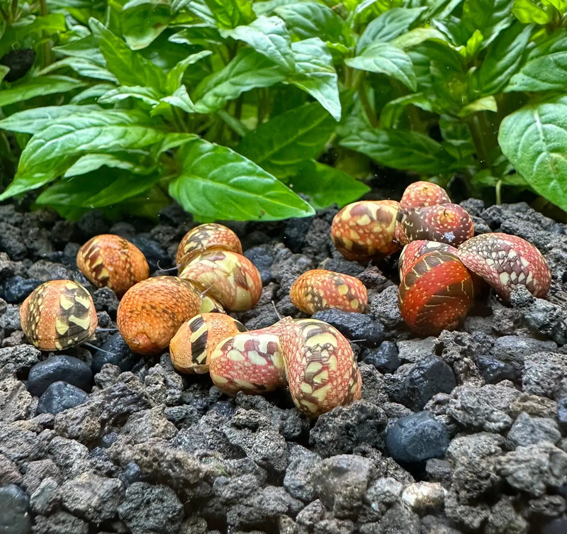 Striped Red Pumpkin Nerite Snails Color and Clarity in One | Aquatic Motiv