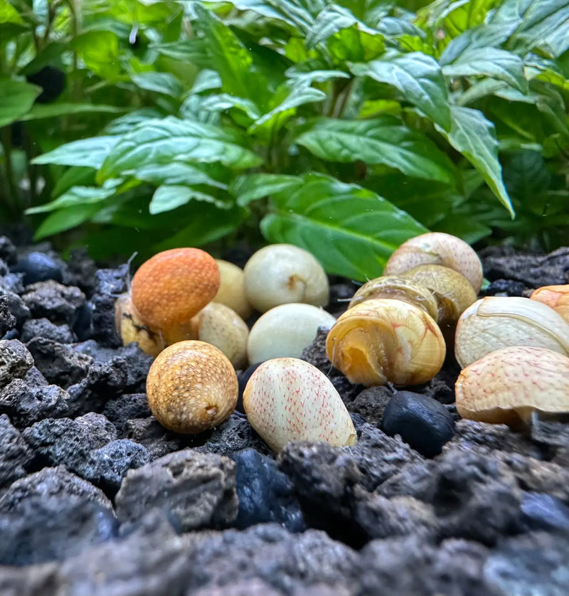 Yellow Pumpkin Nerite Snails Clithon sowerianum Care and Cleaning Guide ...
