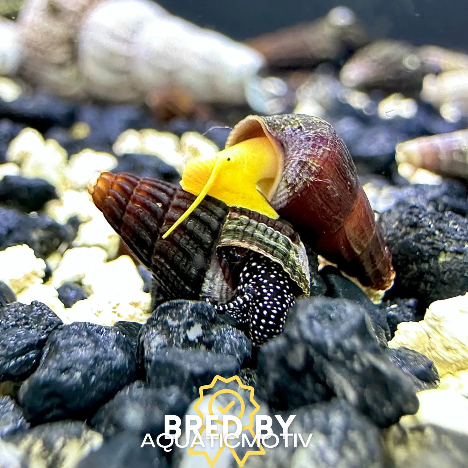 Baby Rabbit Snails Tylomelania sp Peaceful Cleaners with Live Arrival ...