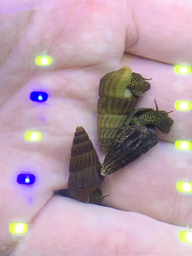Mini Gold Spotted Rabbit Snails Tylomelania sp Color and Care Tips ...