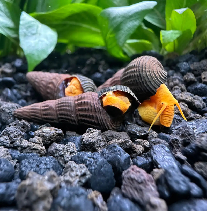 Mini Orange Rabbit Snails Tylomelania sp Bright Peaceful Cleaners ...