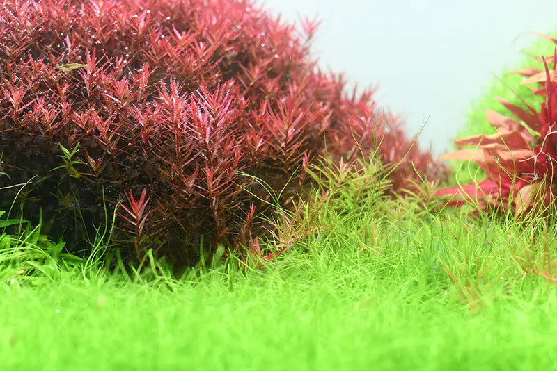 AQUARIO Neo Solution Fe Liquid Iron for Bright Plant Colors | Aquatic Motiv