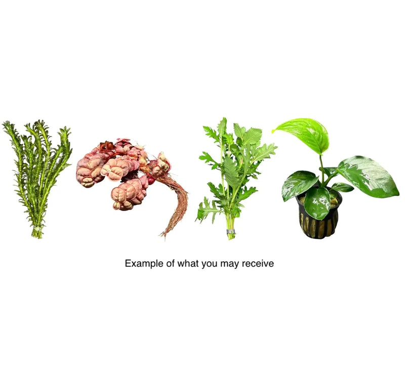 Betta Aquarium Plant Pack for Lush, Calm Betta Habitats | Aquatic Motiv