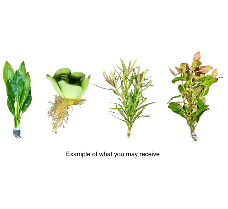Betta Aquarium Plant Pack for Lush, Calm Betta Habitats | Aquatic Motiv
