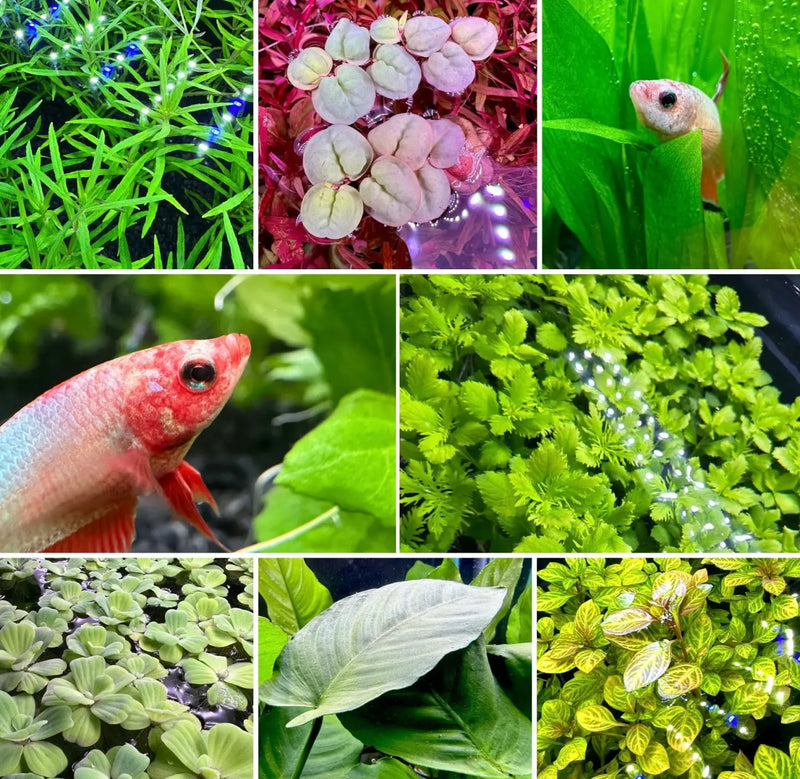Betta Aquarium Plant Pack for Lush, Calm Betta Habitats | Aquatic Motiv