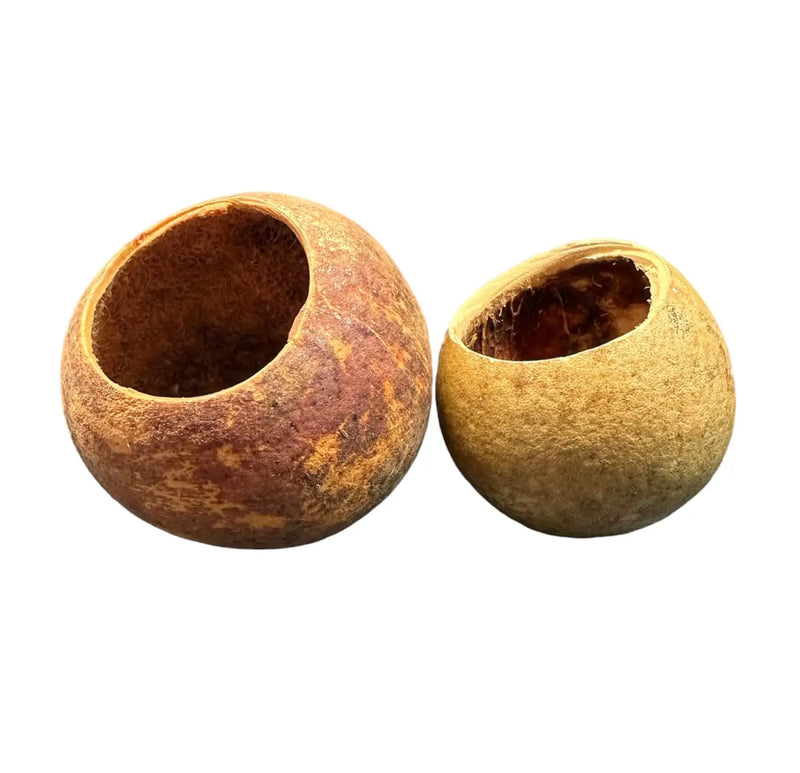 Bell Cup Pods for Natural Aquascapes and Shrimp Habitats | Aquatic Motiv