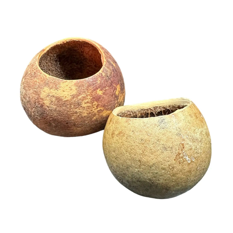 Bell Cup Pods for Natural Aquascapes and Shrimp Habitats | Aquatic Motiv