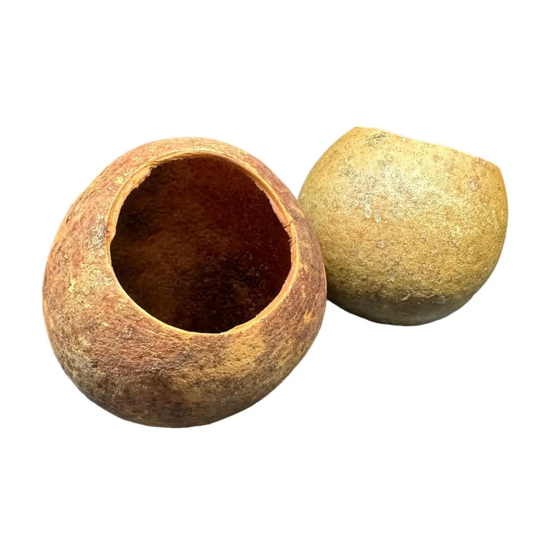 Bell Cup Pods for Natural Aquascapes and Shrimp Habitats | Aquatic Motiv