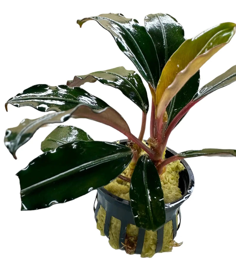 Bucephalandra Akhantha Low Light Rhizome Plant | Aquatic Motiv